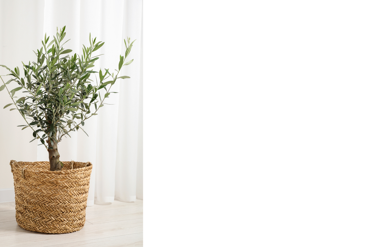 Corporate Wellness – Acacia Garden Center