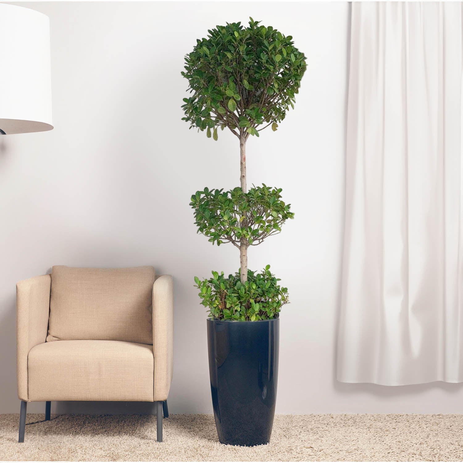 Ficus Panda Three Steps (Ficus retusa) 1.5-1.8m (OAH) – Acacia Garden ...