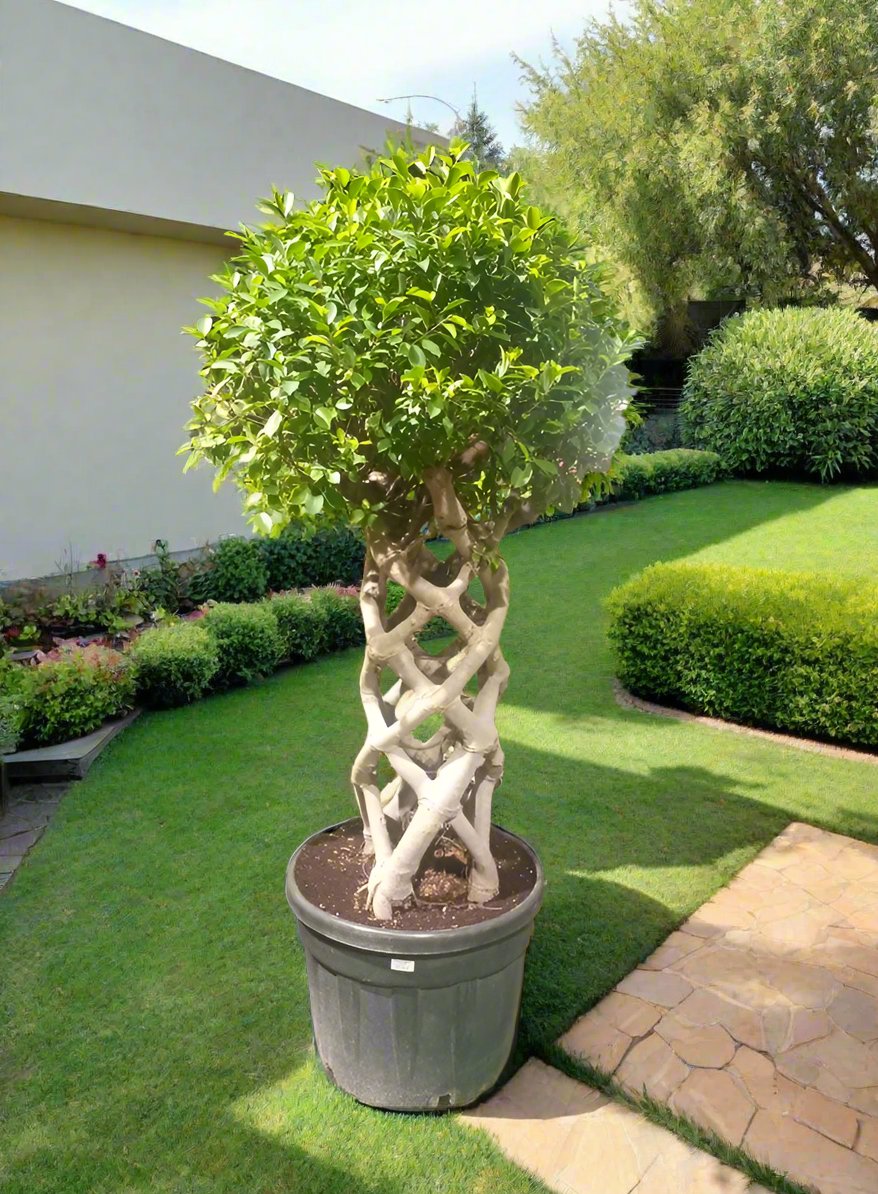 Tree Ficus Benjamina, Type 8B, Cage Shape, 10LP, 1.5-1.8M – Acacia ...