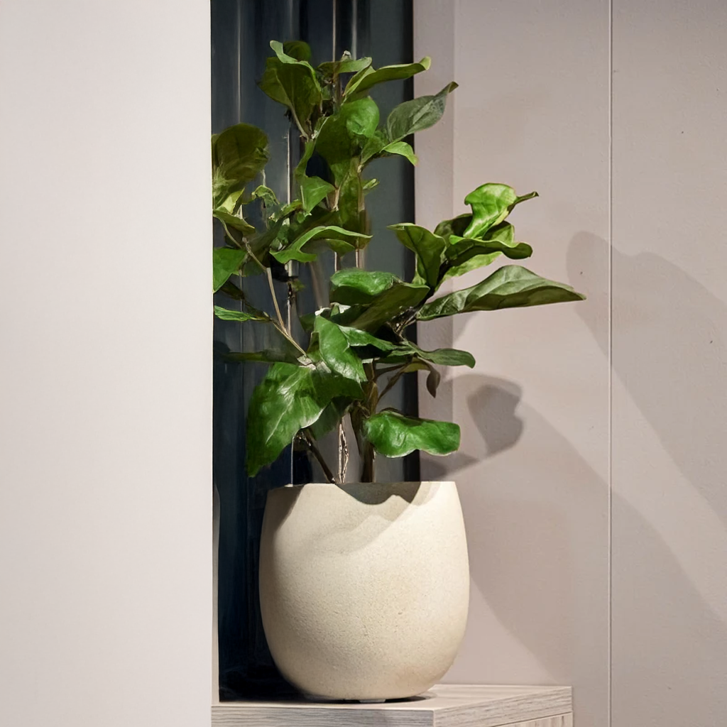ZZ Plant (Zamioculcas Zamiifolia) | 60-70cm – Acacia Garden Center