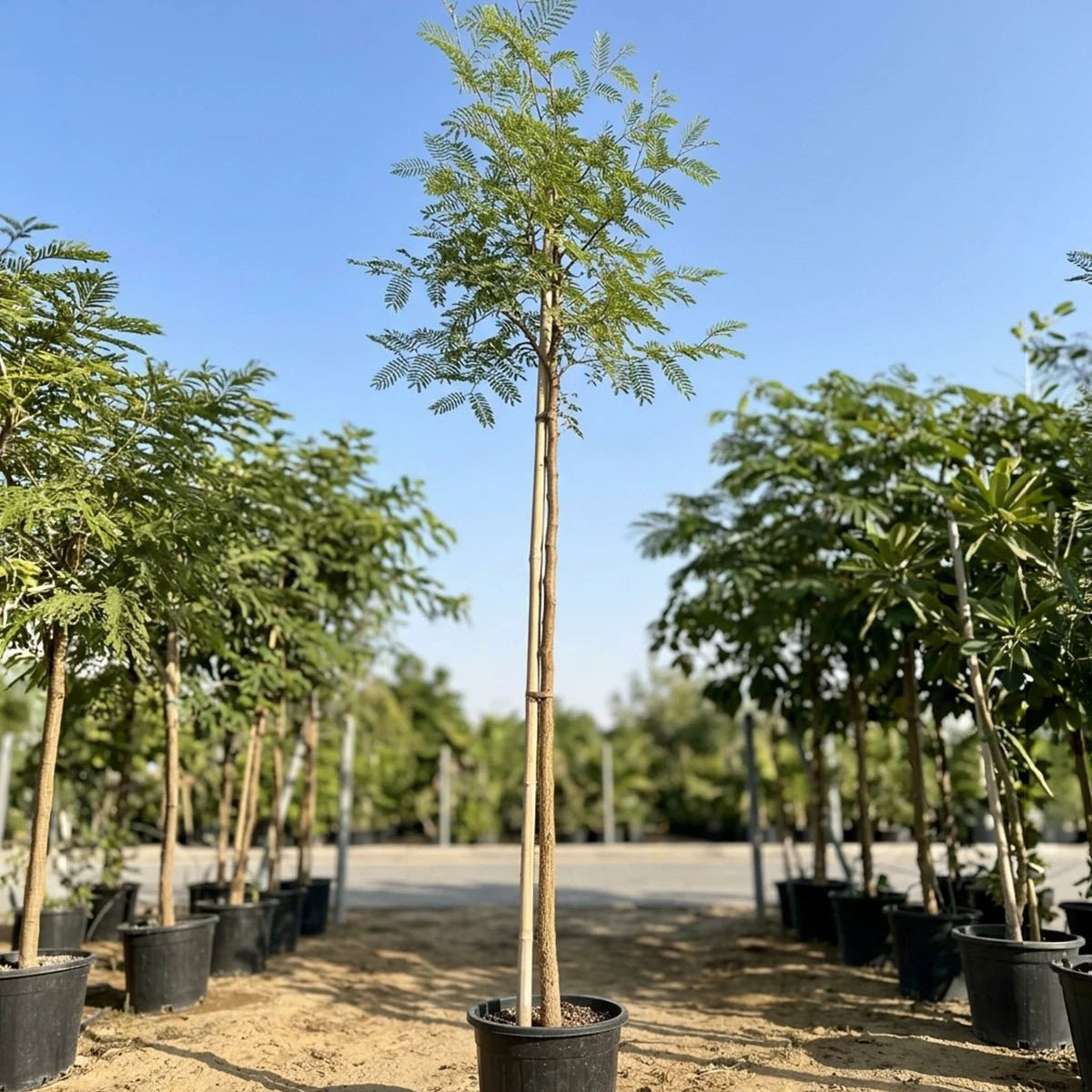 Blackthorn Acacia (Acacia mellifera) | 2.5–3.0 m, 16 cm Girth – Acacia ...