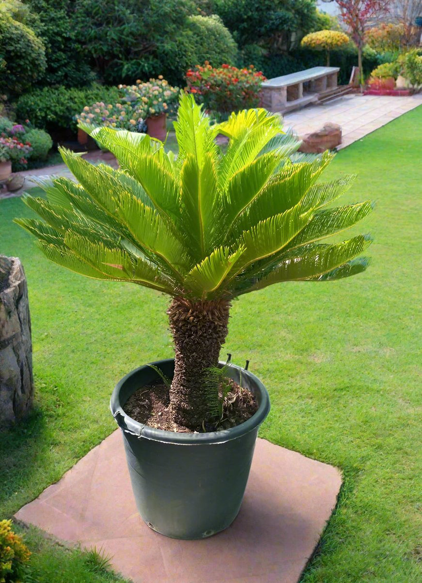 Cycas Revoluta (Cycads | Sago Palm) | 80- 100cm – Acacia Garden Center