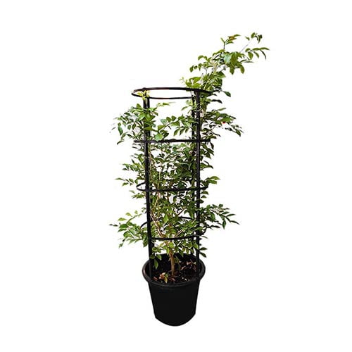 Orange Jasmine (Murraya Paniculata) 10L Pot 4 Stick 80-100Cm – Acacia ...