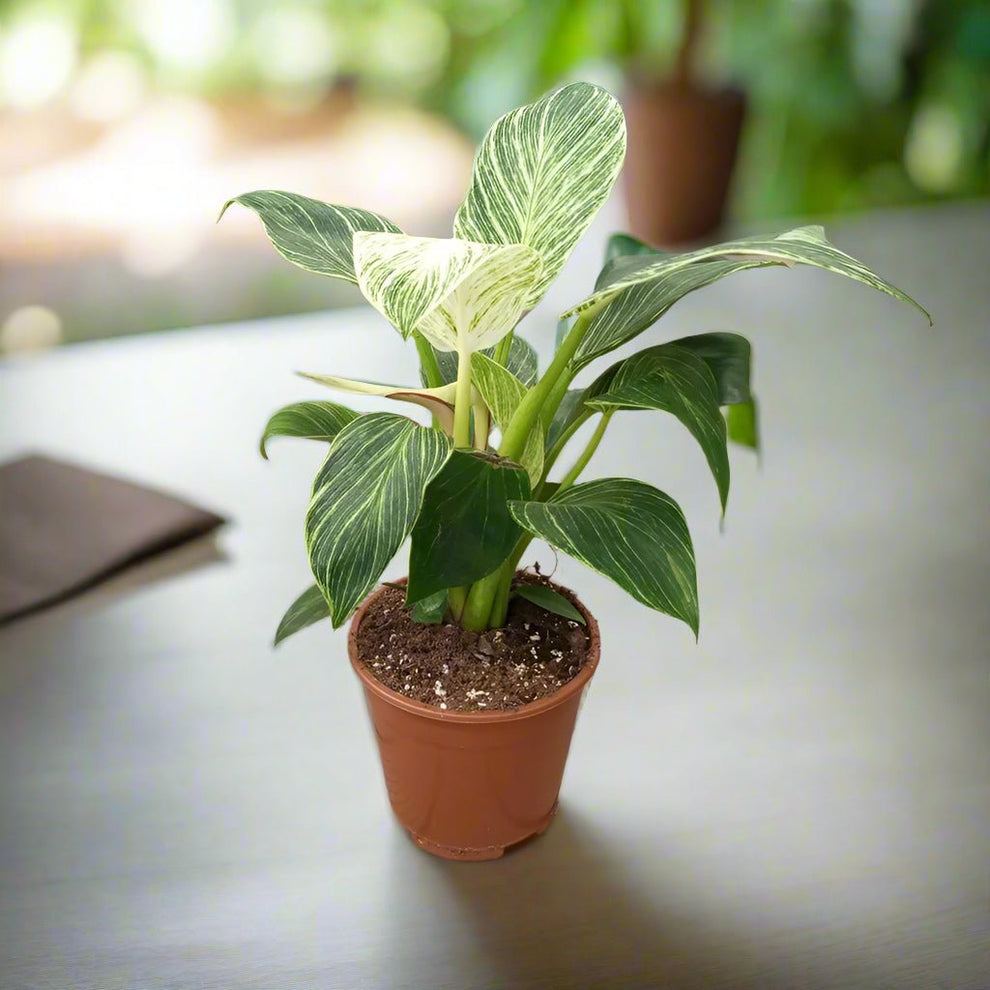 Philodendron Birkin (White wave or Birkin white) | 15-20cm – Acacia ...