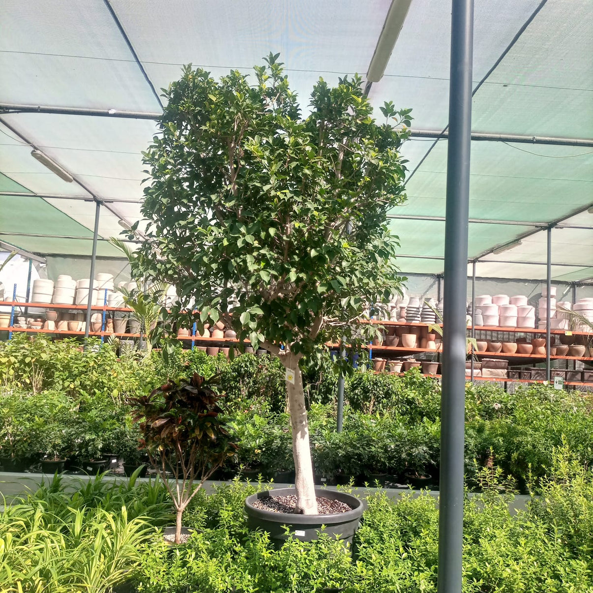 Tree Ficus Nitida | 1.5 - 2.0 m | 25 - 30 cm girth – Acacia Garden Center