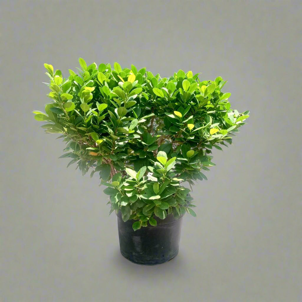 Tree Ficus Panda (Ficus Retusa) Ball Shape – Acacia Garden Center