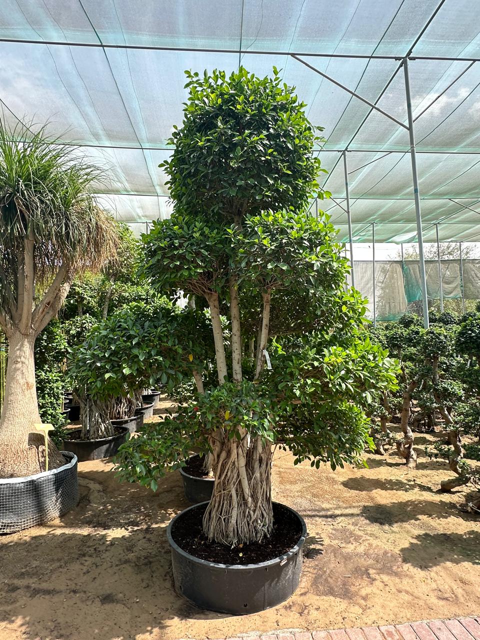 Tree Ficus Retusa Nitida (Indian Laurel) – Acacia Garden Center