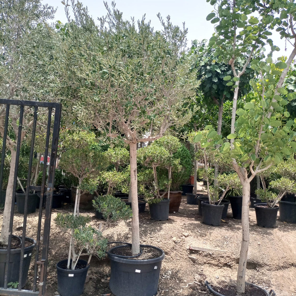 Tree Olea Europea (Olive Tree) – Acacia Garden Center
